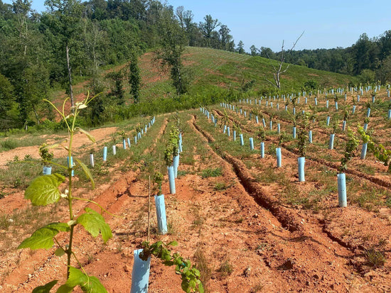 Christian Paul Vineyards | Vineyard in Elkin, North Carolina