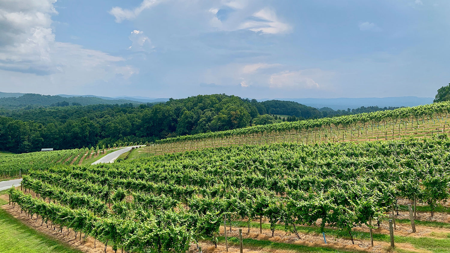 Christian Paul Vineyards | Vineyard in Elkin, North Carolina