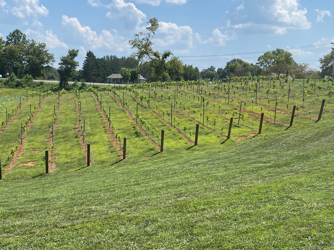 Christian Paul Vineyards | Vineyard in Elkin, North Carolina